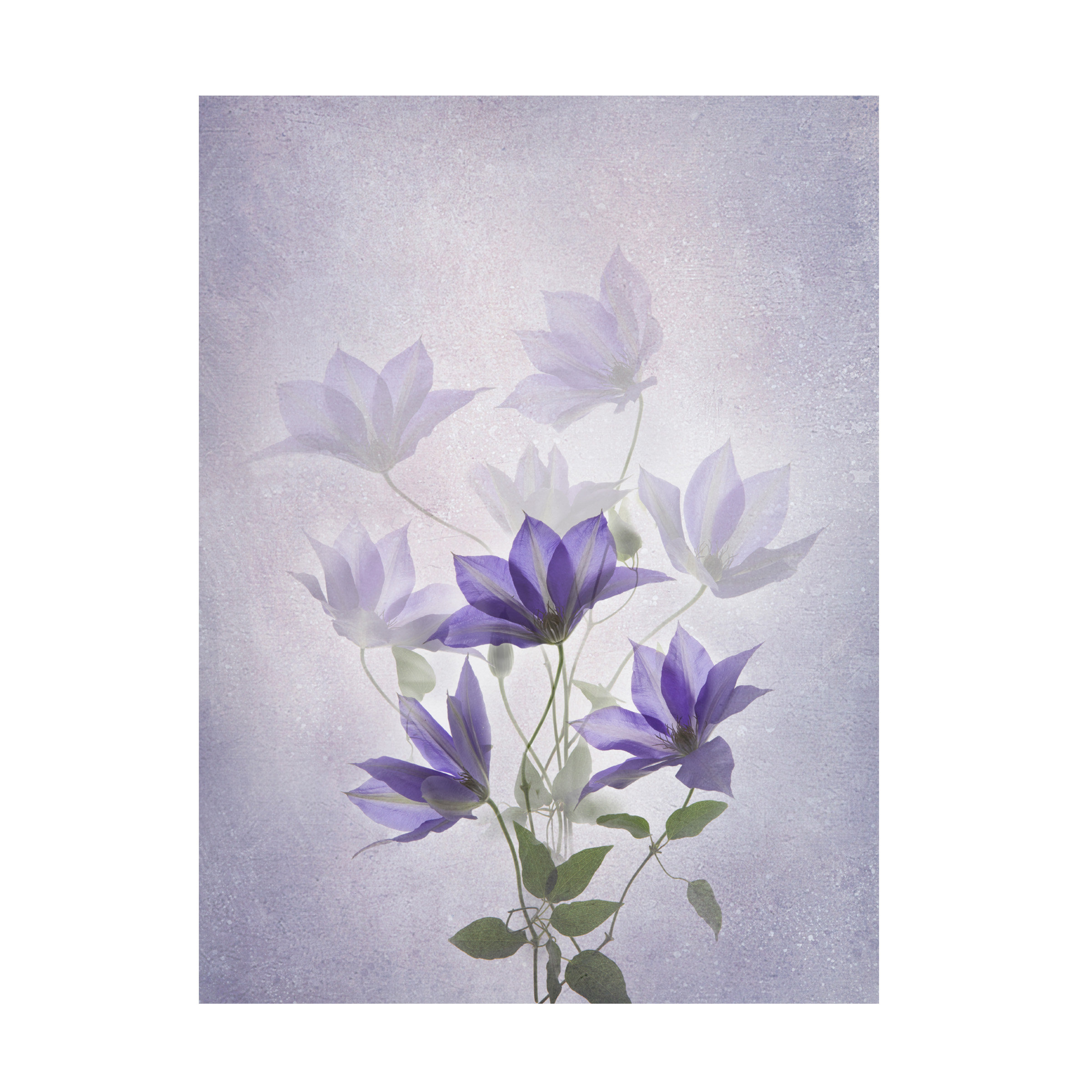 Trademark Fine Art Purple Clematis by Binbin L - Wrapped Canvas Print | Wayfair